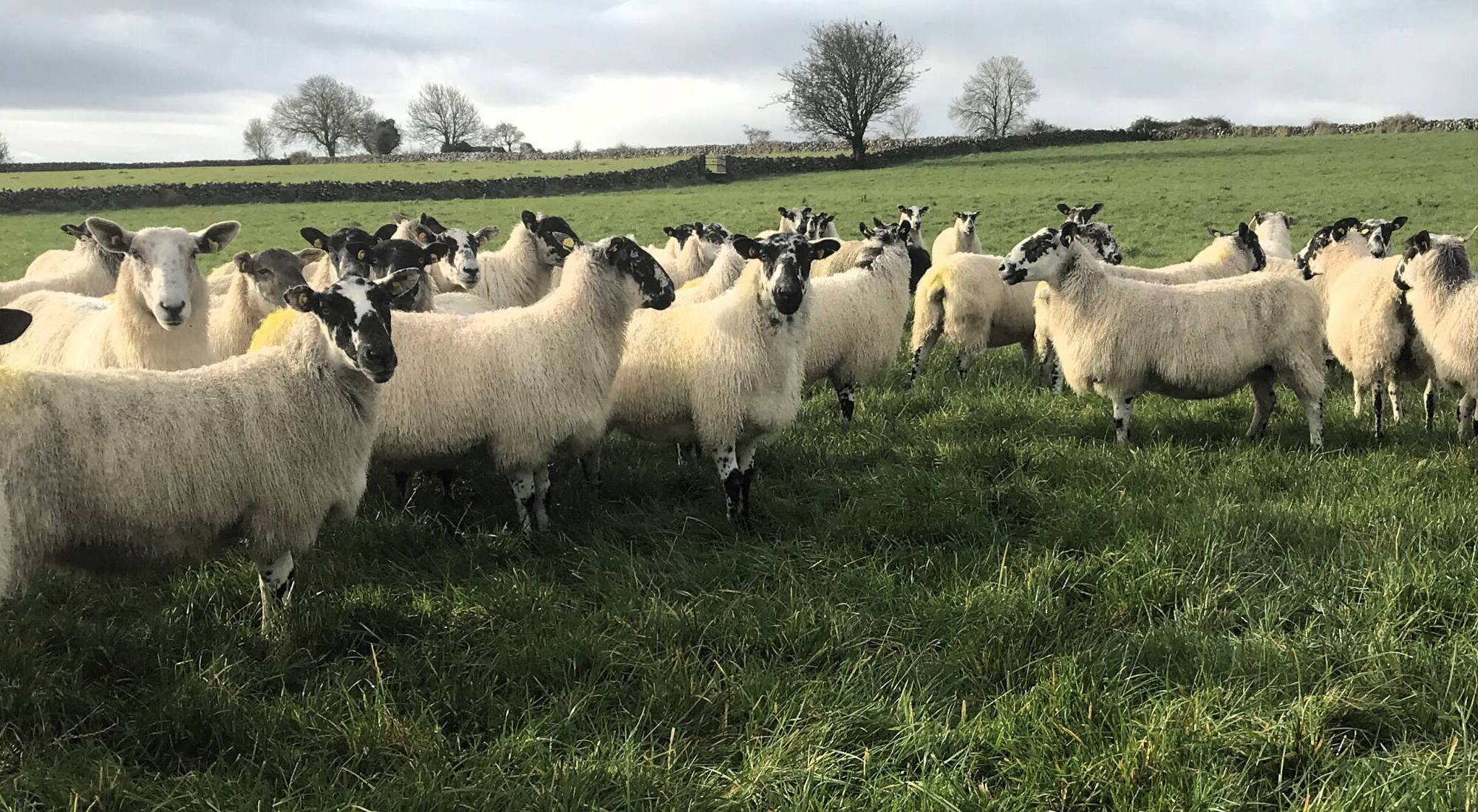 Better Management of Replacements Improves Overall Flock Performance ...