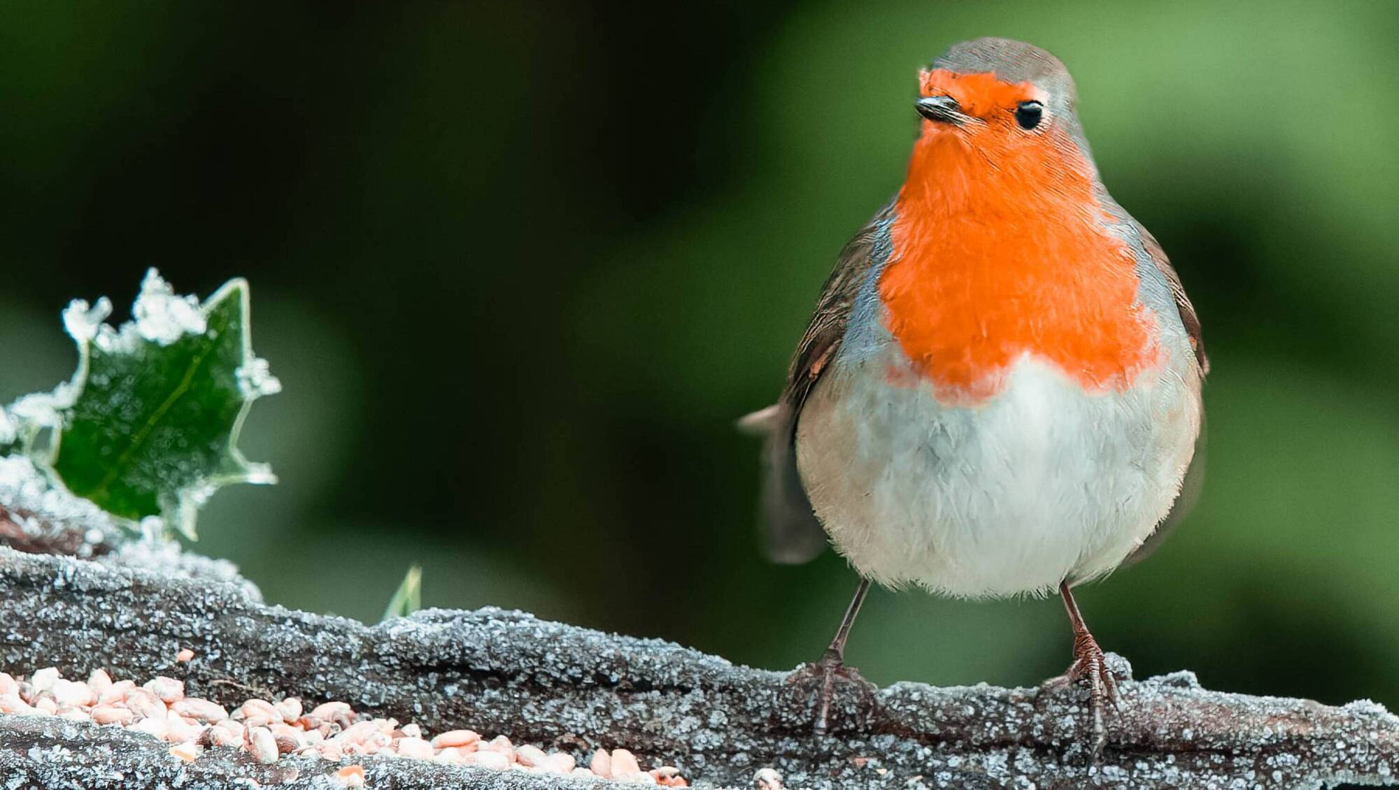 The robin holds a special place in our hearts - opinion - Western People