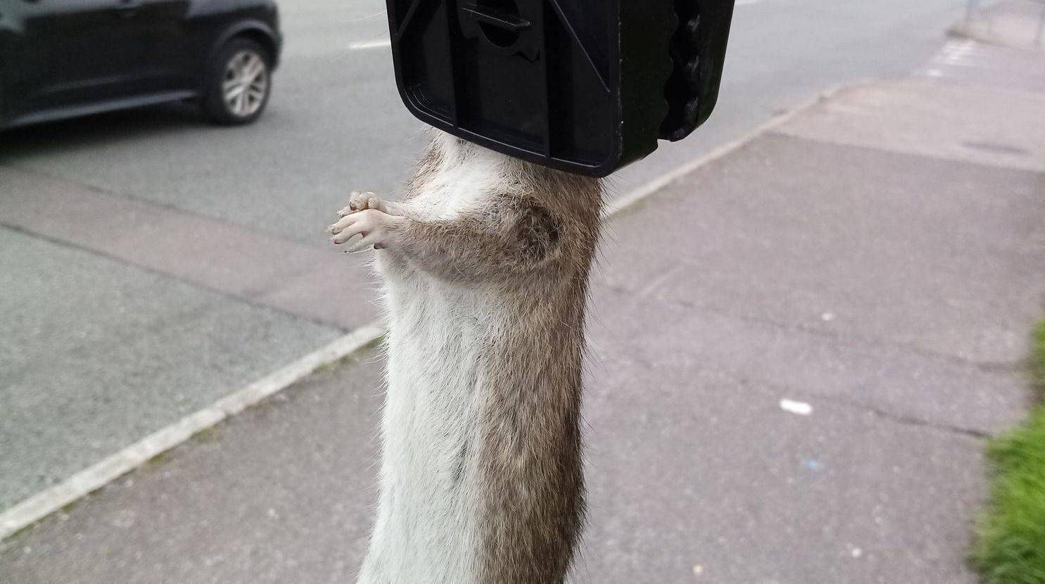 Rats 'running wild' and a big health issue in Mayo town - news ...