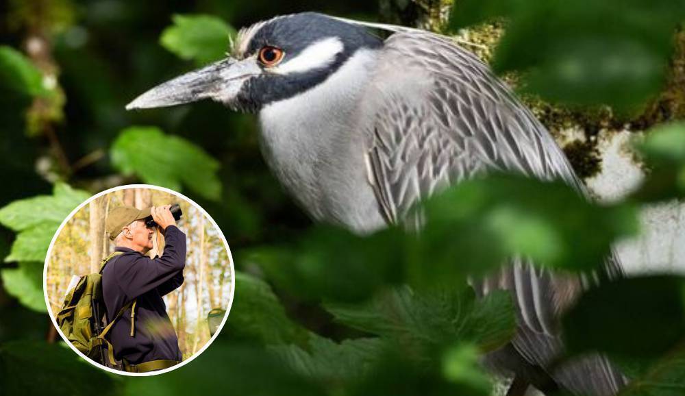 Rare bird in Mayo: Description, origin and how long it will stay - news ...