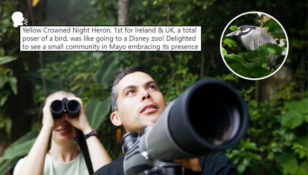 'Mayo embracing its presence' - social reacts to unique Belcarra rare ...