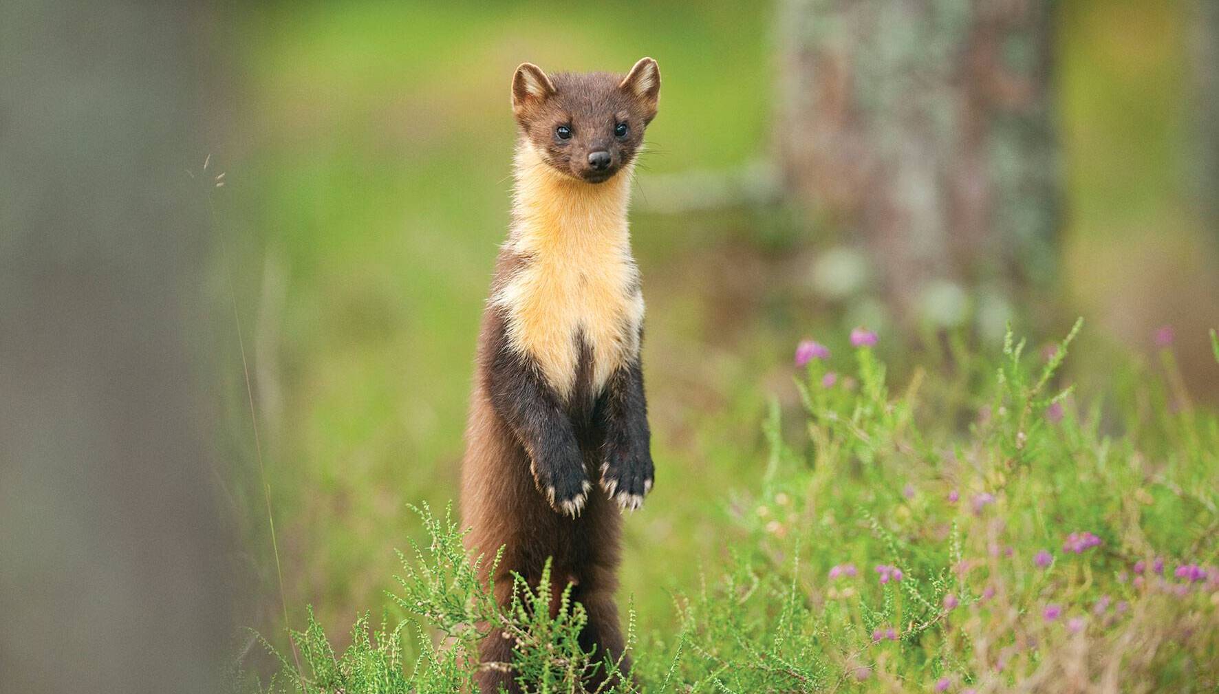 The Pine Marten – Our friend or our foe? - opinion - Western People